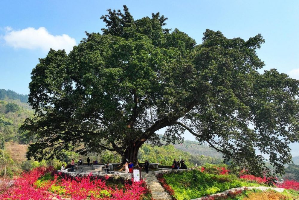 Science-based measures implemented to protect old, valuable trees ...